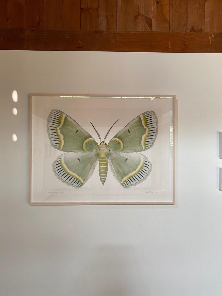 Joseph Scheer - Iotaphora Admirabilis, Nature Photograph, Light Green ...