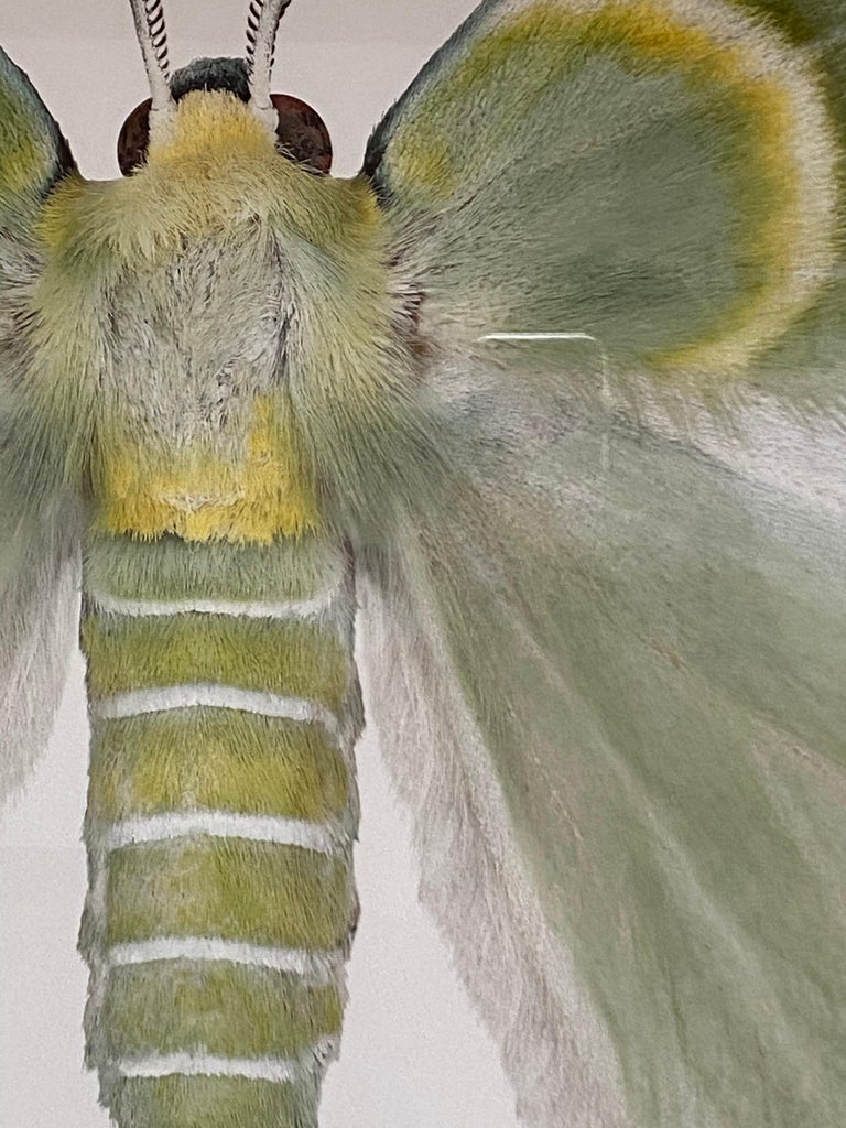 Joseph Scheer - Iotaphora Admirabilis, Nature Photograph, Light Green ...