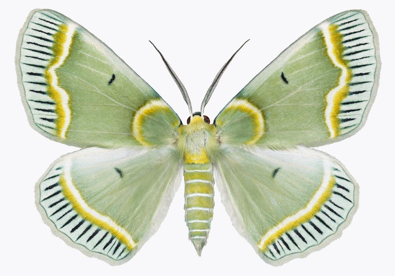 Joseph Scheer - Iotaphora Admirabilis, Nature Photograph, Light Green ...