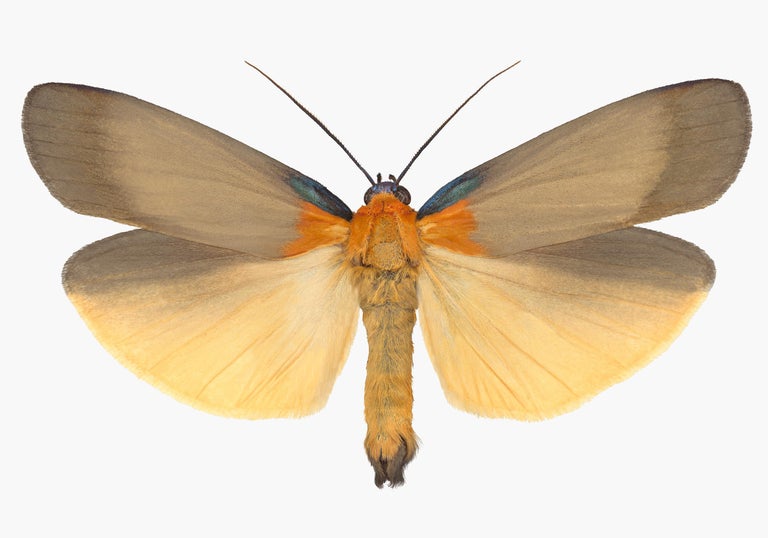 Joseph Scheer - Lithosia Quadra Male, Nature Photograph of Light Brown ...
