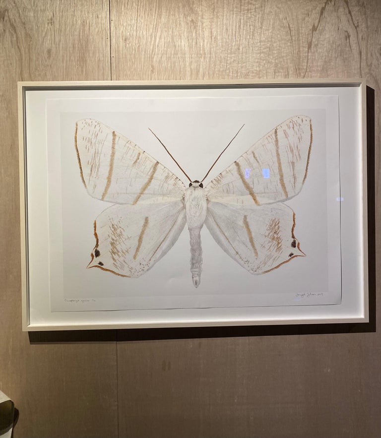 Joseph Scheer - Ourapteryx Species, Nature Photograph of White, Brown ...