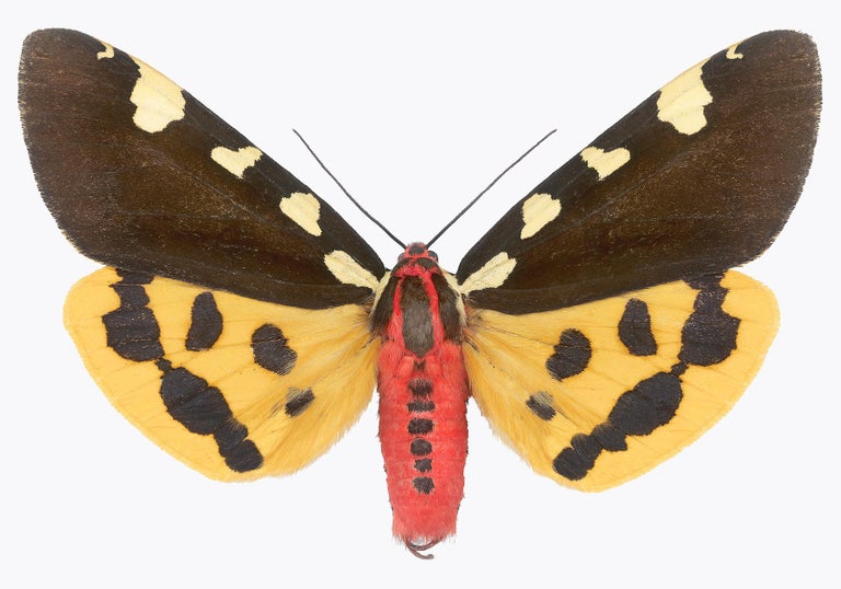 Joseph Scheer - Pericallia Matronula Male Nature Photograph, Yellow ...