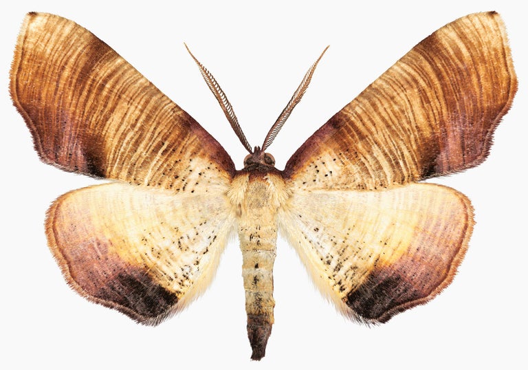 Joseph Scheer - Plagodis Dolabraria, Nature Insect Photograph, Brown ...