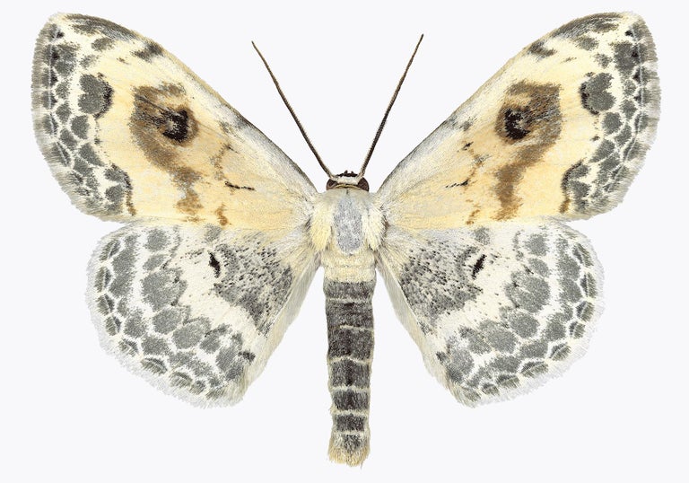 Joseph Scheer - Somatina Indicataria, Nature Photograph of White, Brown ...