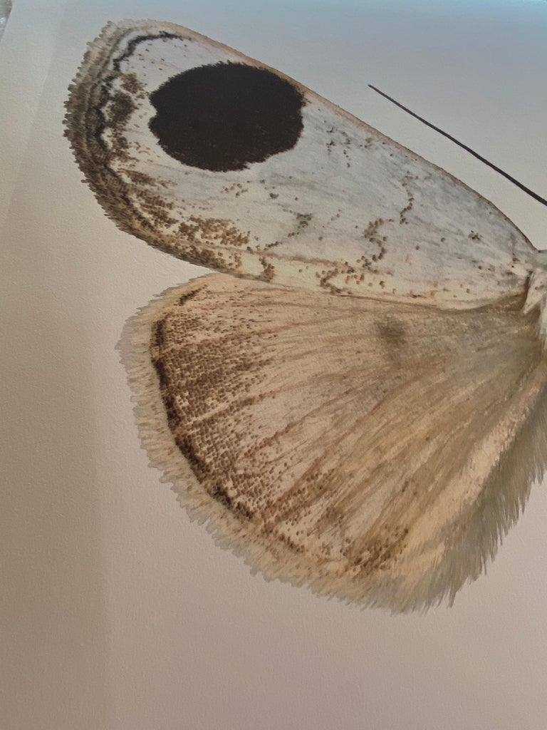 Joseph Scheer – „Sphragifera Sigillata, Naturfotografie von weißem ...