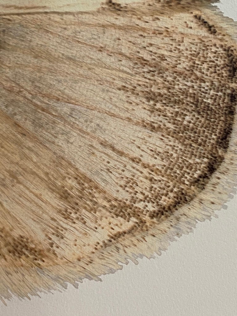 Joseph Scheer – „Sphragifera Sigillata, Naturfotografie von weißem ...