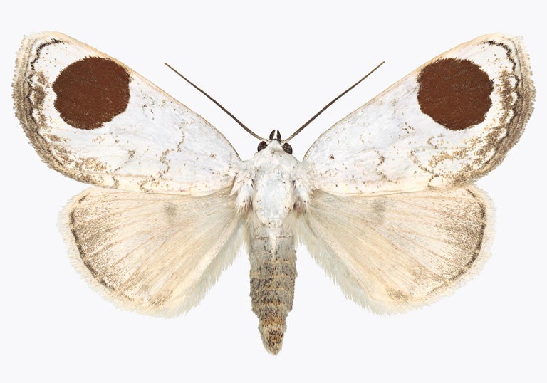 Joseph Scheer - Sphragifera Sigillata, Nature Photograph of White ...