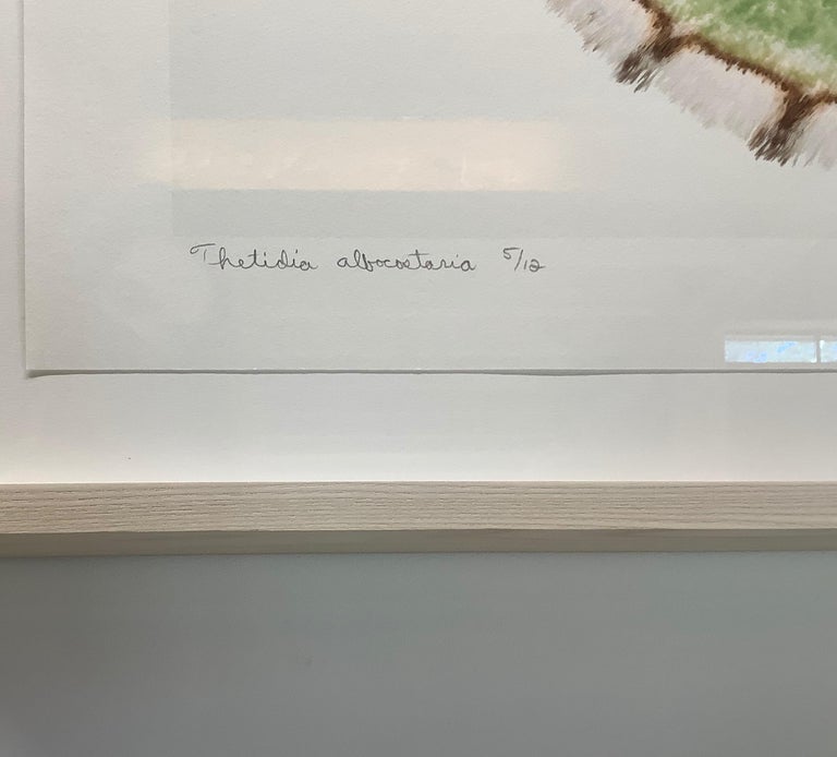 Joseph Scheer - Thetidia Albocostaria, Insect Nature Photograph, Bright ...