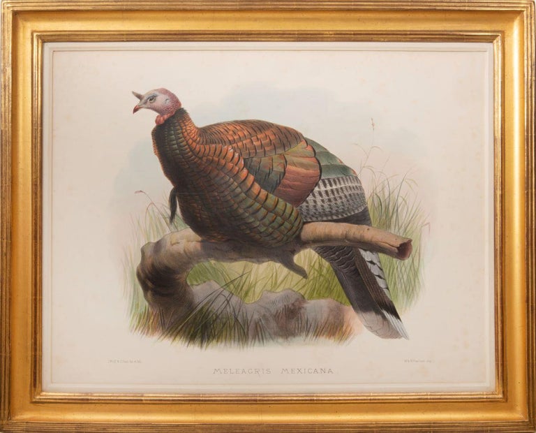 Joseph Wolf - Four Pheasants For Sale at 1stDibs