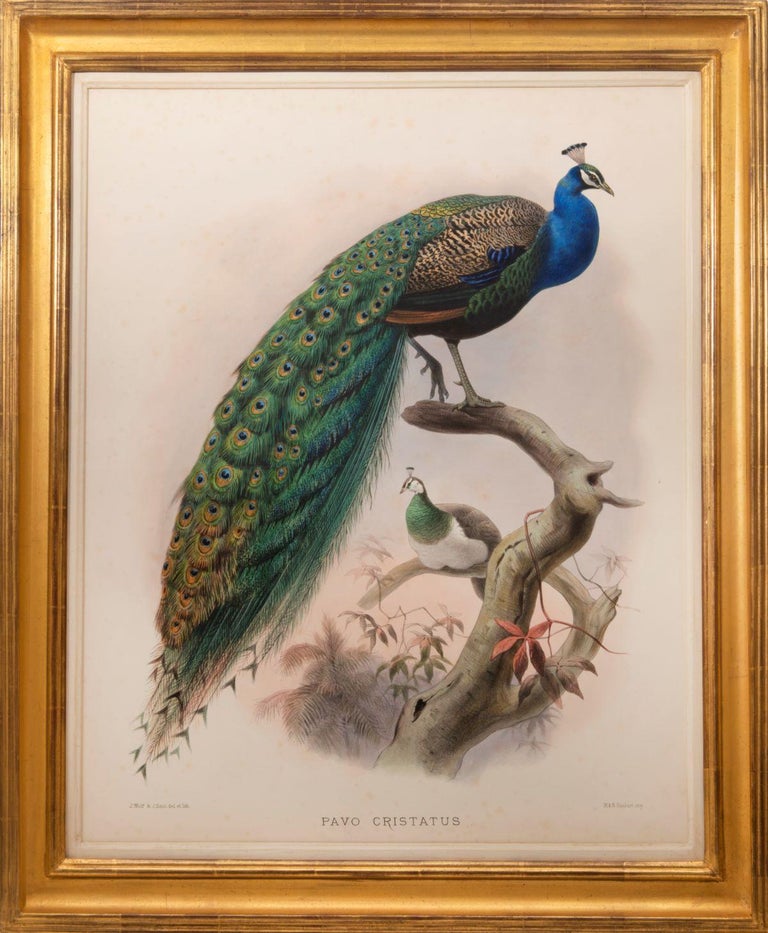Joseph Wolf - Four Pheasants For Sale at 1stDibs