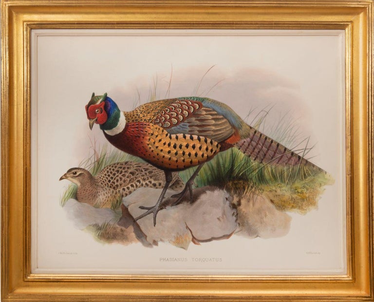Joseph Wolf - Four Pheasants For Sale at 1stDibs