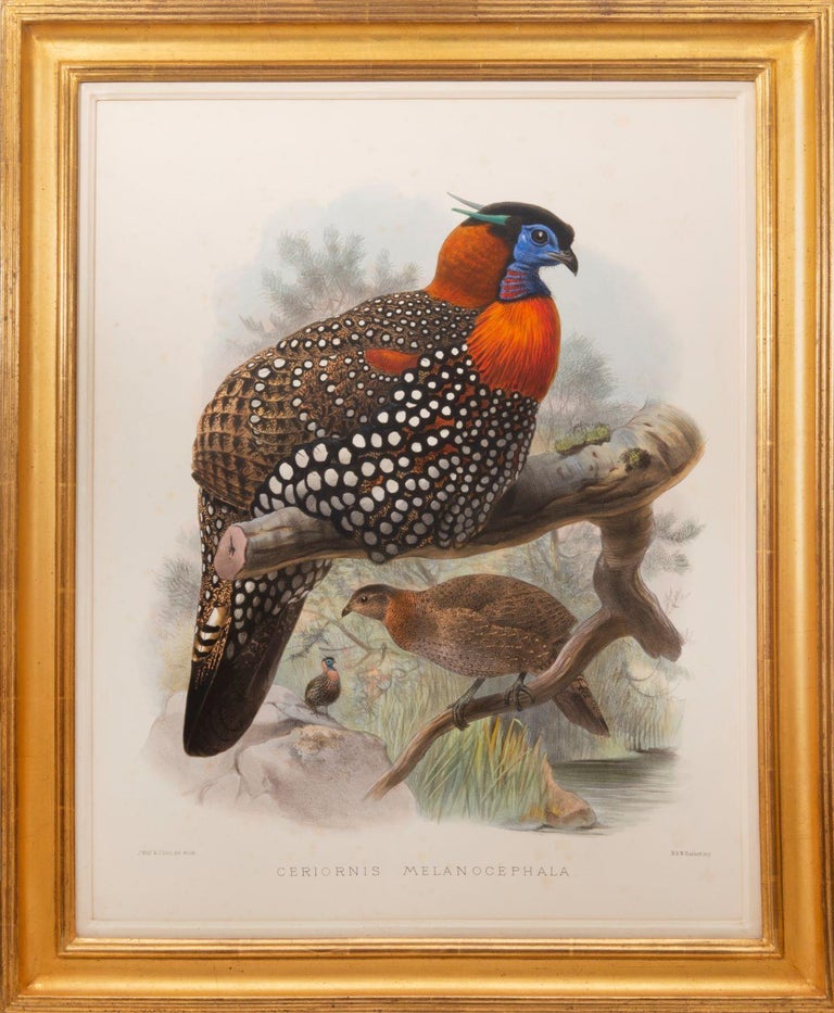 Joseph Wolf - Four Pheasants For Sale at 1stDibs