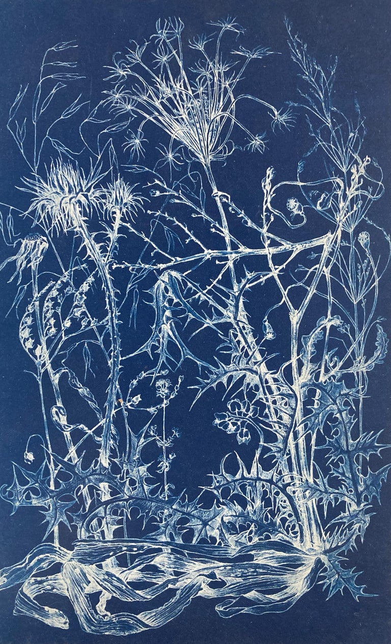 Judith Allen-Efstathiou - 'Mapping the Walk' Photograhic Flower Study ...