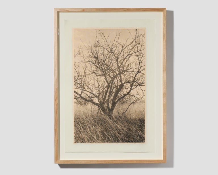 Julia C. Martin - Mesquite For Sale at 1stDibs