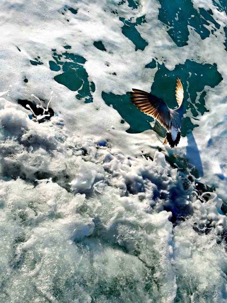 Jun Ahn Catch 001 Jun Ahn Contemporary Photography Nature Water Ocean Bird Art For
