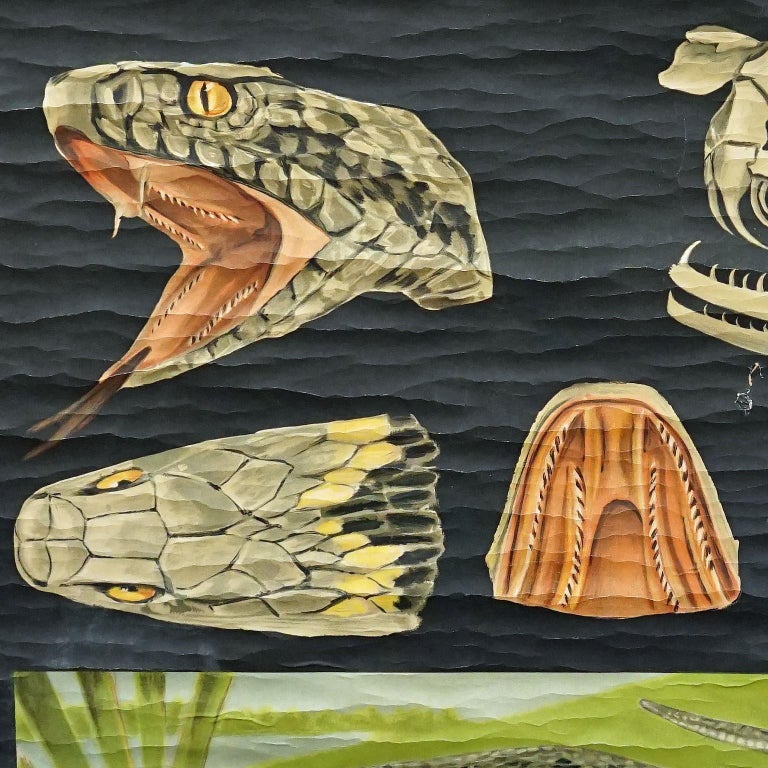 Jung Koch Quentell Old Print Mural Rollable Wall Chart Poster Snake ...