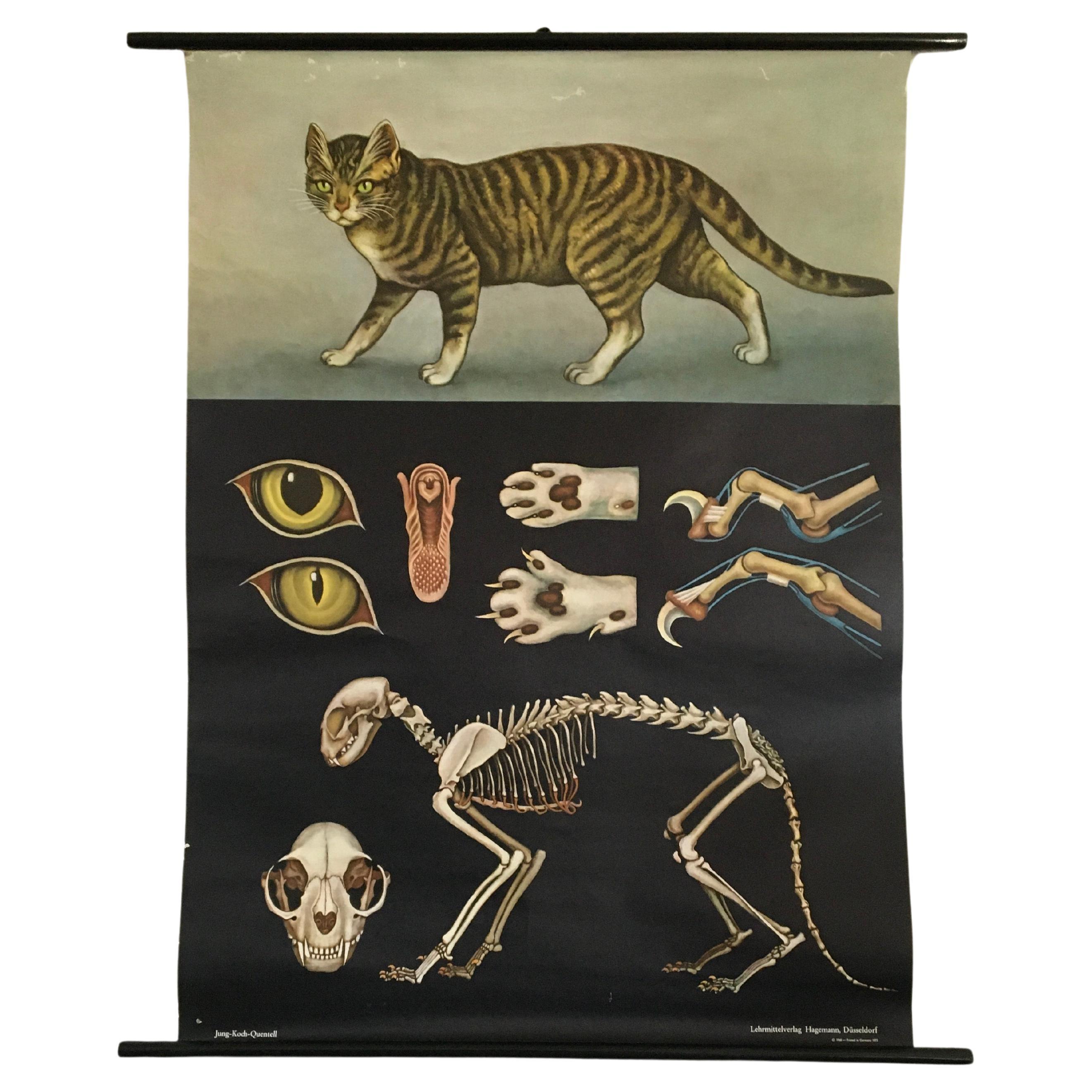 Wall Chart, Animals of the World, 1964, Published by Westermann ...