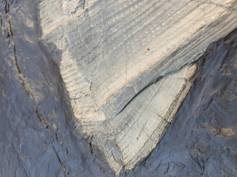 Jurassic Ocean Slab with a Fossil Fish and Two Pyritized Shells For ...