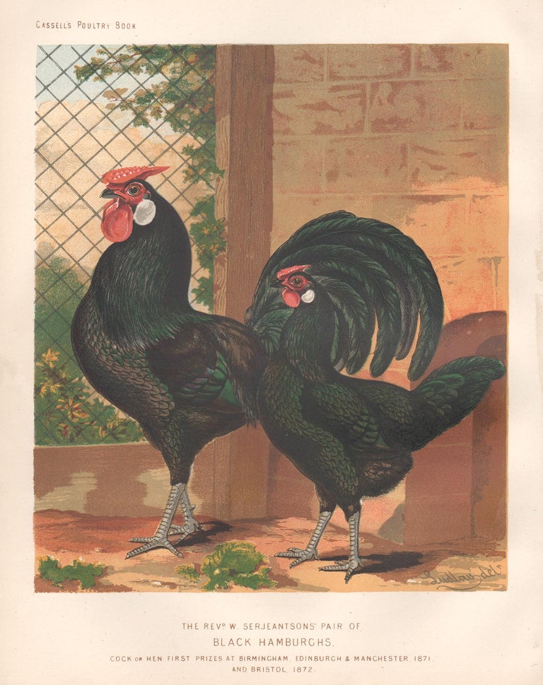 JW Ludlow - Poultry - Black Hamburghs, antique bird chromolithograph ...