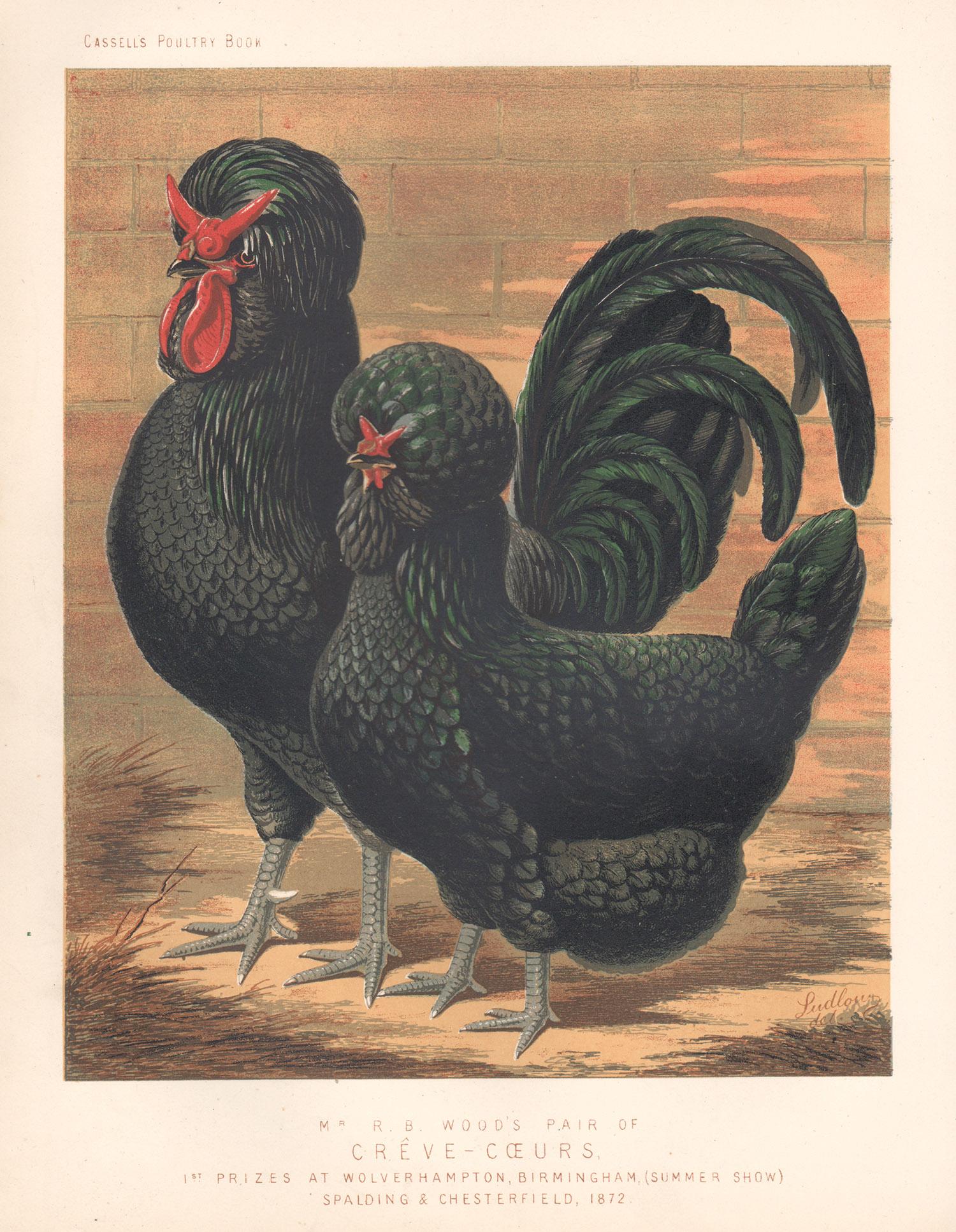JW Ludlow - Poultry - Silver-Grey Dorking Hen, antique bird ...