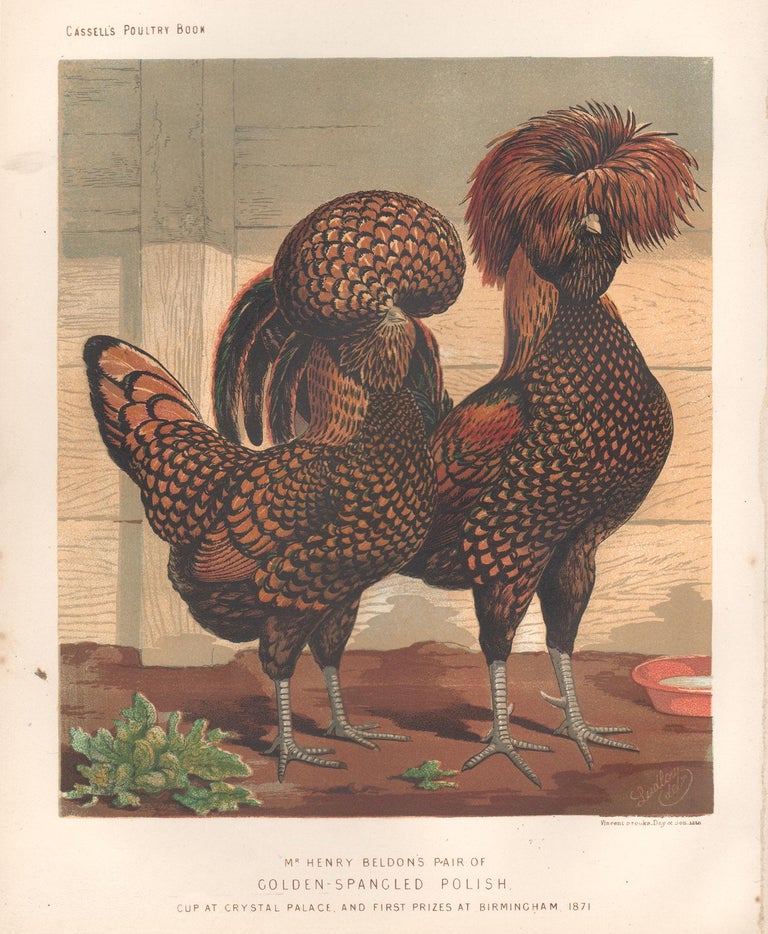 JW Ludlow - Poultry - Golden Spangled Polish, antique bird ...