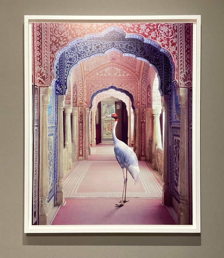 Karen Knorr - Faithful Companion, Samode Palace, 2020 For Sale at 1stDibs