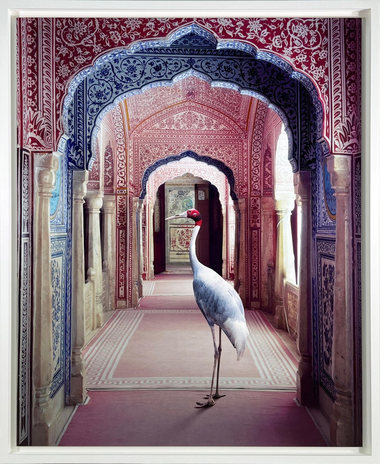 Karen Knorr - Faithful Companion, Samode Palace, 2020 For Sale at 1stDibs