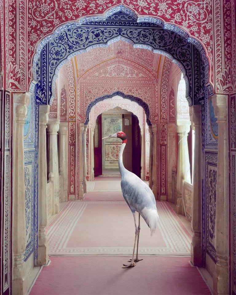 Karen Knorr - Faithful Companion, Samode Palace, 2020 For Sale at 1stDibs
