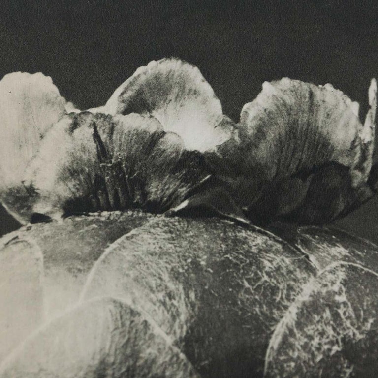 Karl Blossfeldt Black White Flower Photogravure Botanic Photography ...
