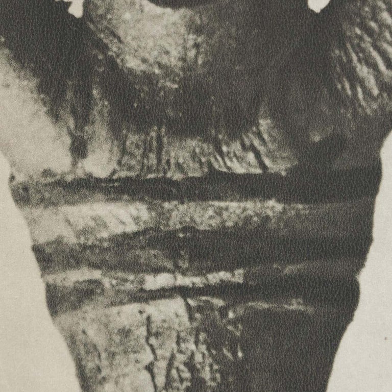 Karl Blossfeldt Black White Flower Photogravure Botanic Photography ...