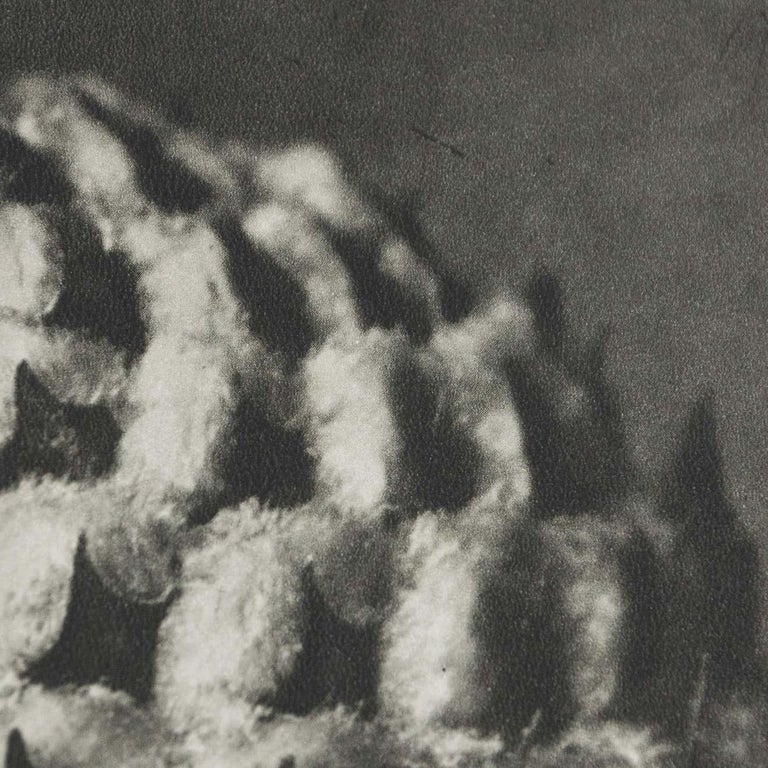 Karl Blossfeldt Black White Flower Photogravure Botanic Photography ...