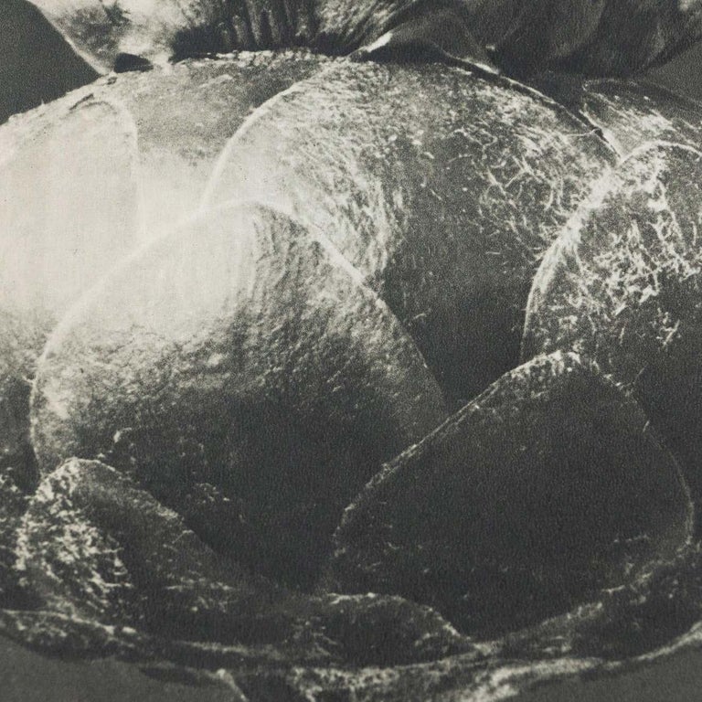Karl Blossfeldt Black White Flower Photogravure Botanic Photography ...