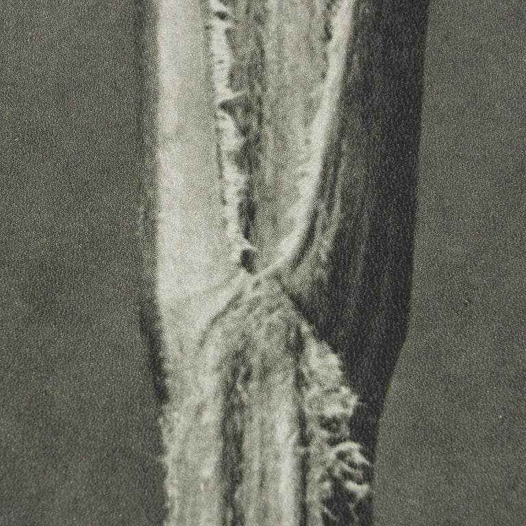 Karl Blossfeldt Black White Flower Photogravure Botanic Photography ...