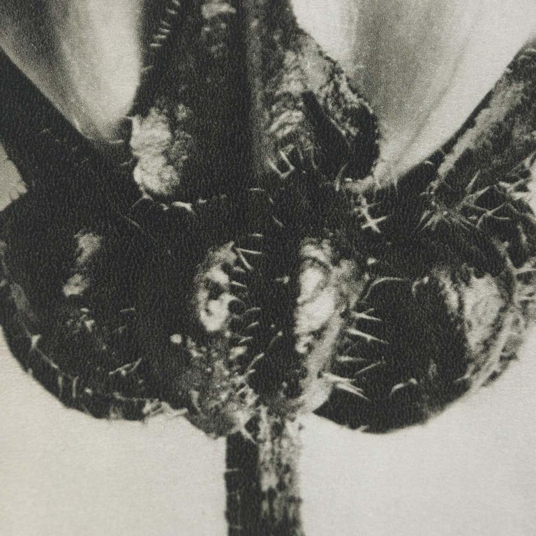 Karl Blossfeldt Black White Flower Photogravure Botanic Photography ...