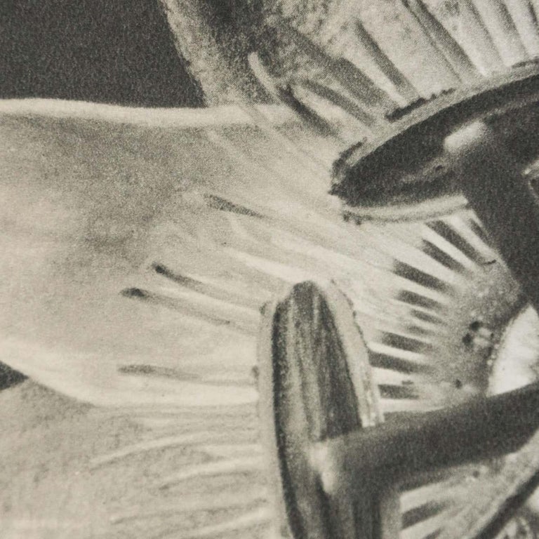 Karl Blossfeldt Black White Flower Photogravure Botanic Photography ...