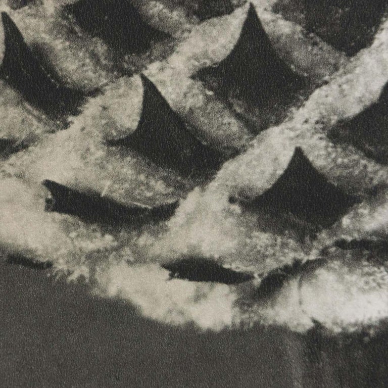 Karl Blossfeldt Black White Flower Photogravure Botanic Photography ...