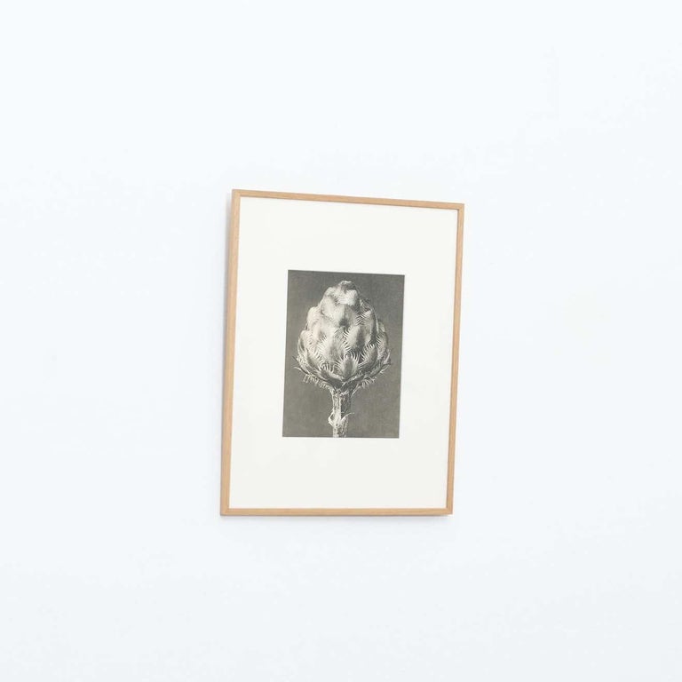 Karl Blossfeldt Black White Flower Photogravure Botanic Photography ...