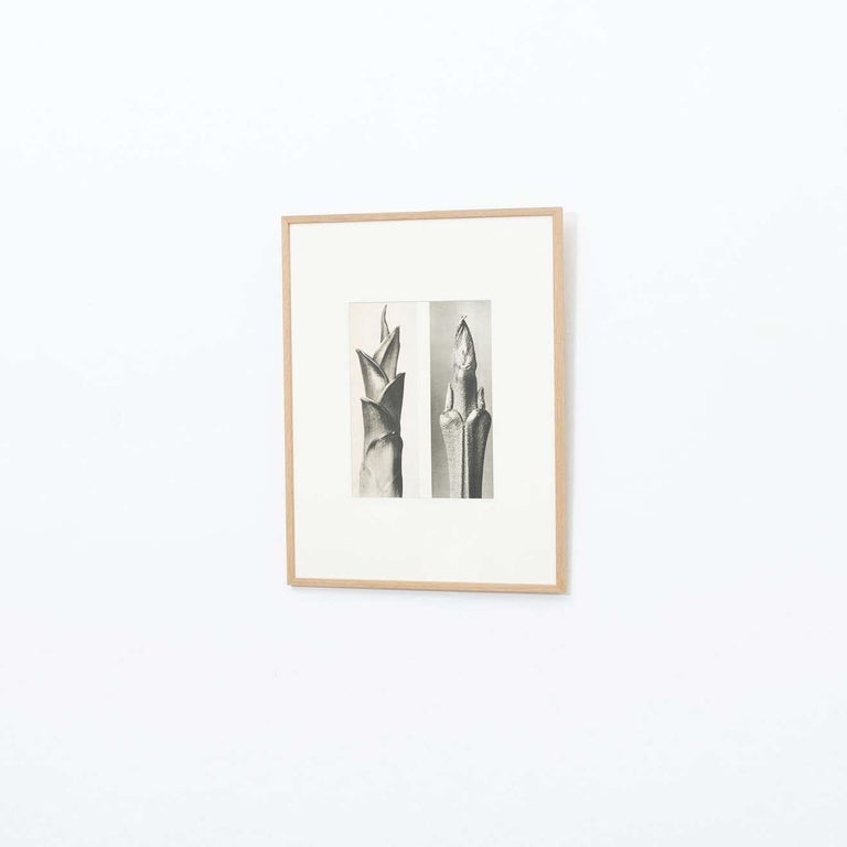 Karl Blossfeldt Black White Flower Photogravure Botanic Photography ...