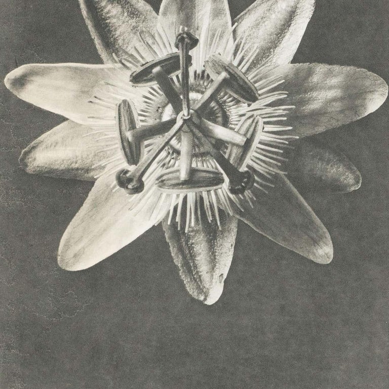 Karl Blossfeldt Black White Flower Photogravure Botanic Photography ...