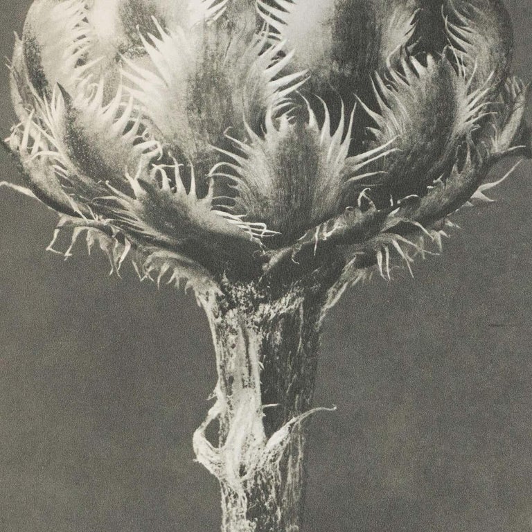 Karl Blossfeldt Black White Flower Photogravure Botanic Photography ...