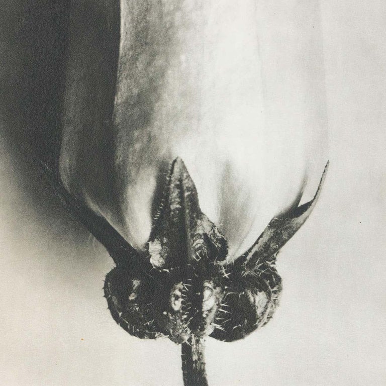 Karl Blossfeldt Black White Flower Photogravure Botanic Photography ...