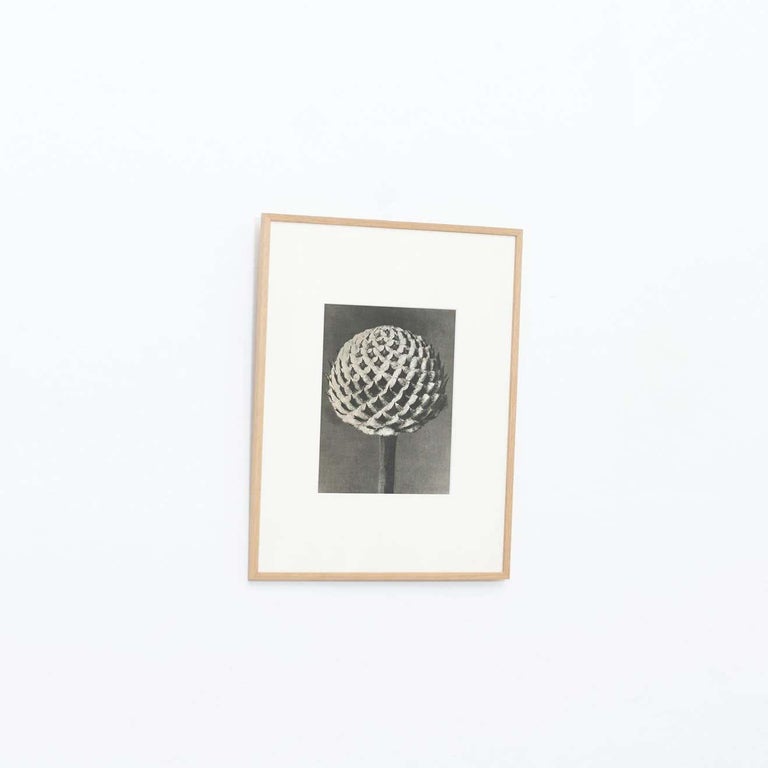 Karl Blossfeldt Black White Flower Photogravure Botanic Photography ...
