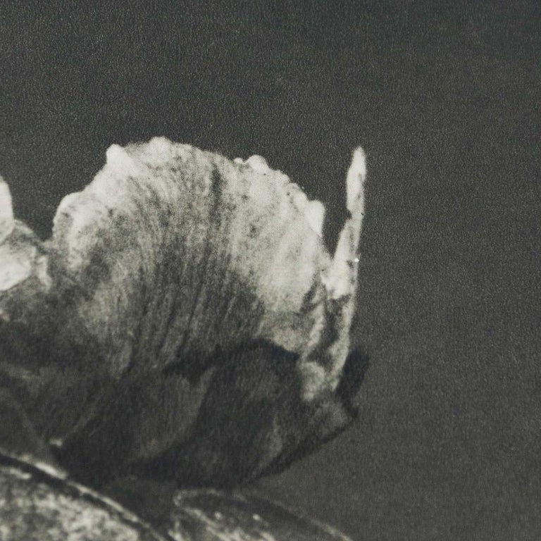 Karl Blossfeldt Black White Flower Photogravure Botanic Photography ...