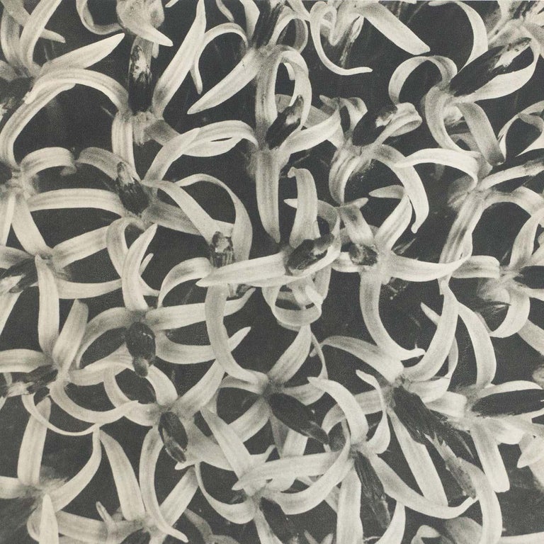 Karl Blossfeldt Black White Flower Photogravure Botanic Photography ...