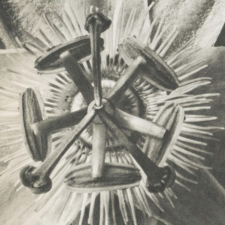 Karl Blossfeldt Black White Flower Photogravure Botanic Photography ...