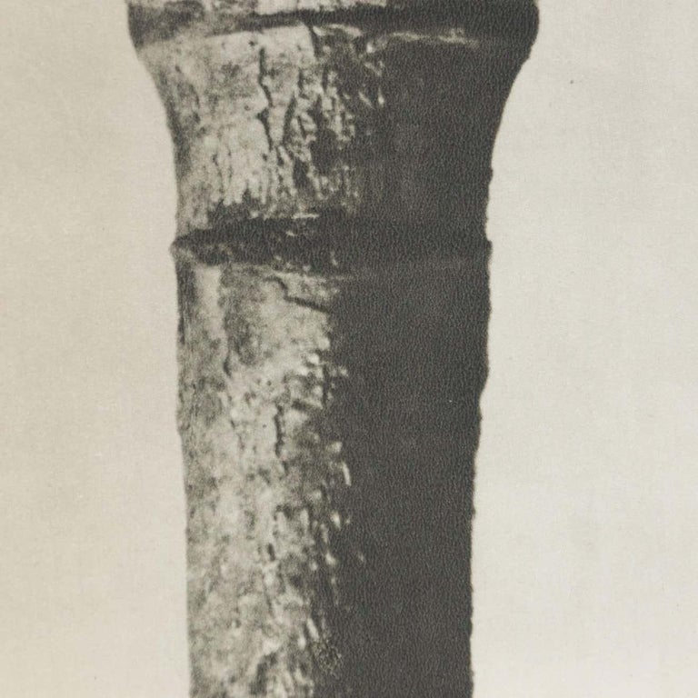 Karl Blossfeldt Black White Flower Photogravure Botanic Photography ...