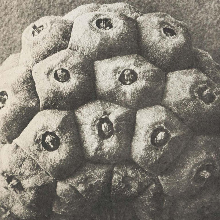 Karl Blossfeldt Black White Flower Photogravure Botanic Photography ...