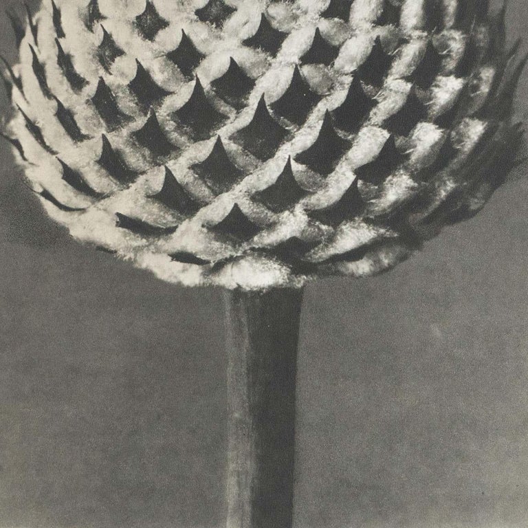 Karl Blossfeldt Black White Flower Photogravure Botanic Photography ...
