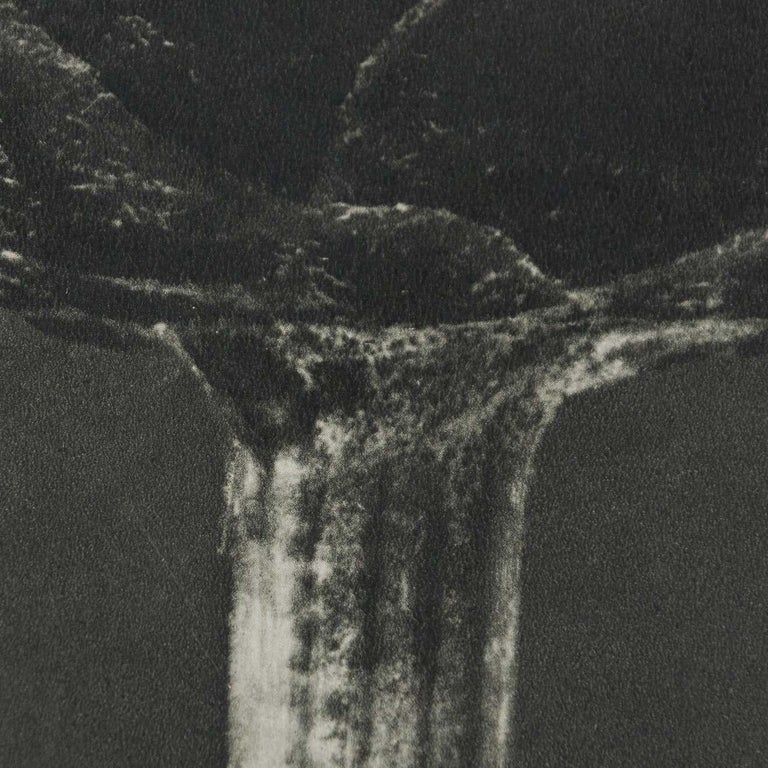 Karl Blossfeldt Black White Flower Photogravure Botanic Photography ...