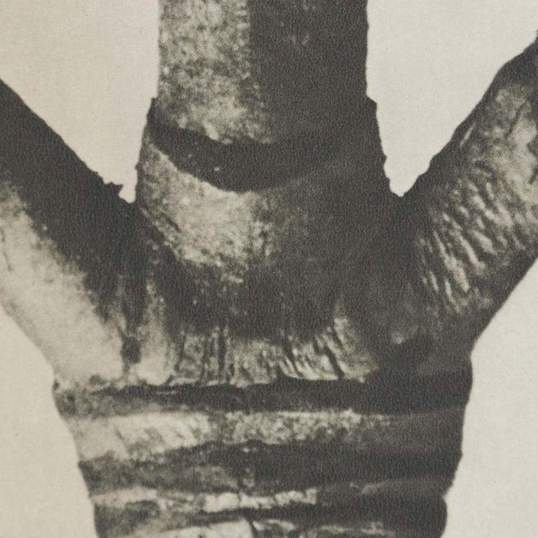 Karl Blossfeldt Black White Flower Photogravure Botanic Photography ...